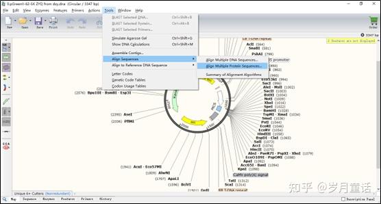 SnapGene-Align Sequences-同源比对 - 知乎