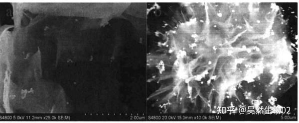 Cu-TCPP卟啉金属有机框架/二维Cu-TCPP(Fe)纳米片(100-200nm) - 知乎
