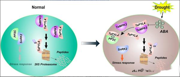 【New Phytol】丝裂原活化蛋白激酶TaMPK3通过破坏小麦中TaPYL4受体的稳定性来抑制 植物对ABA的反应 - 知乎