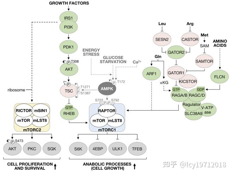 AMPK信号通路（三） - 知乎