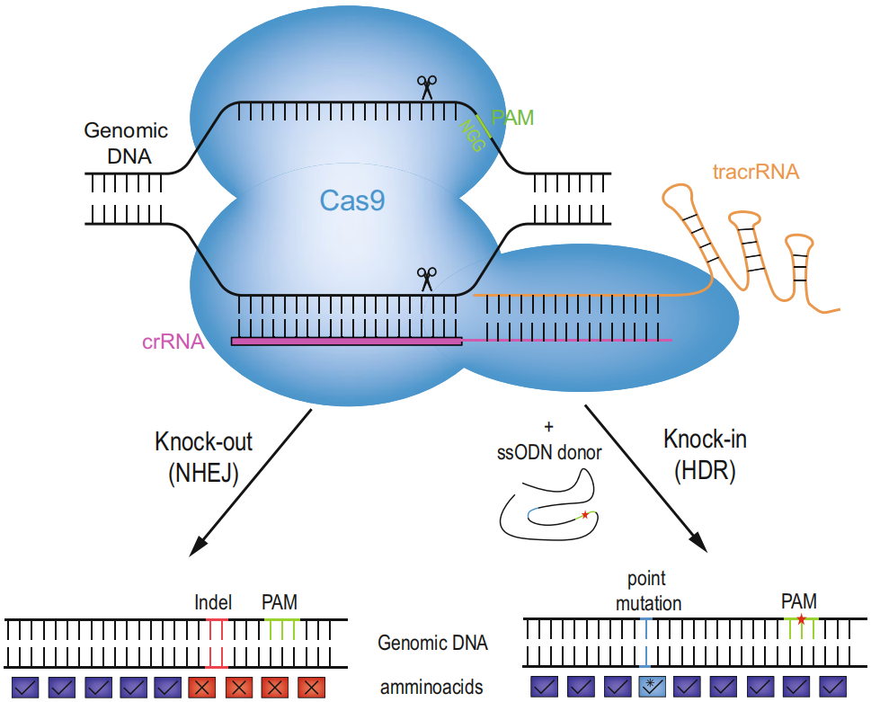 5分钟就能了解的基因敲除（Knock out）和基因敲入（Knock in） - 知乎