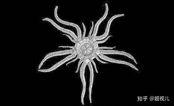 缤纷多彩的奥陶纪大辐射 - 知乎