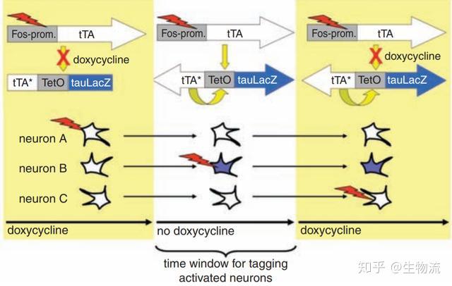 基因的时间开关——TetTag系统 - 知乎