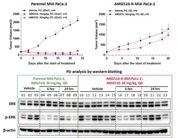 挑战肿瘤耐药难题：耐药模型构建策略与案例分享 - 知乎