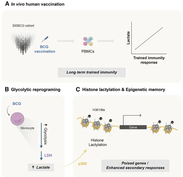2025年度精粹｜乳酰化研究大爆发：一文汇总年度重要突破 - 知乎