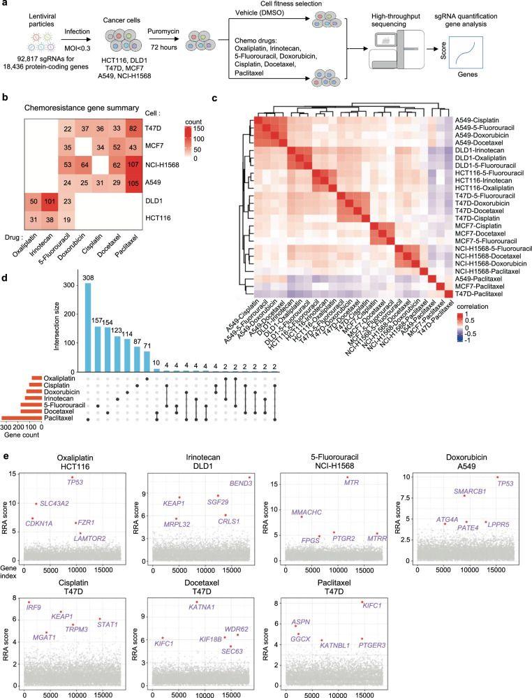 【文献解读】CRISPR KO筛选揭示了化疗耐药性的关键基因 - 知乎