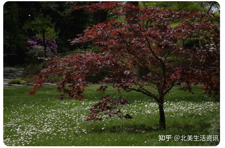 你知道吗？枫树居然有20种，分门别类了解一下！ - 知乎
