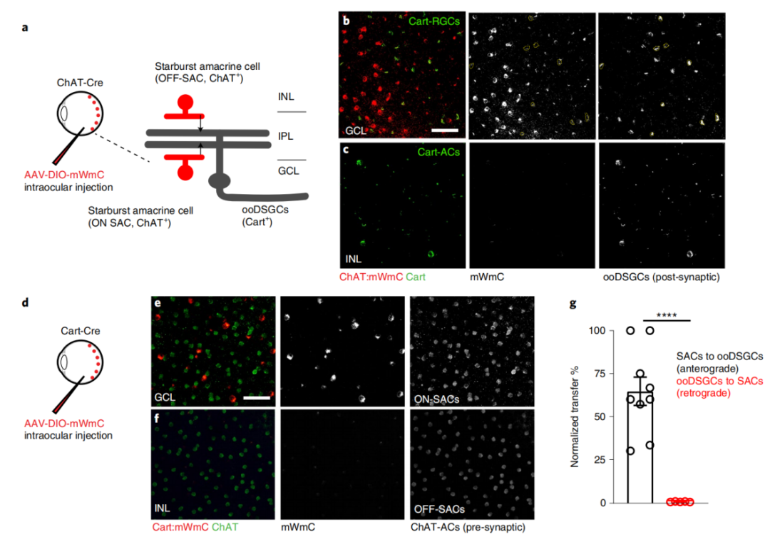 小布Tips | 顺行示踪工具-- mWGA - 知乎
