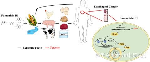 伏马菌素 B1（FB1, CAS Number: 116355-83-0） - 知乎