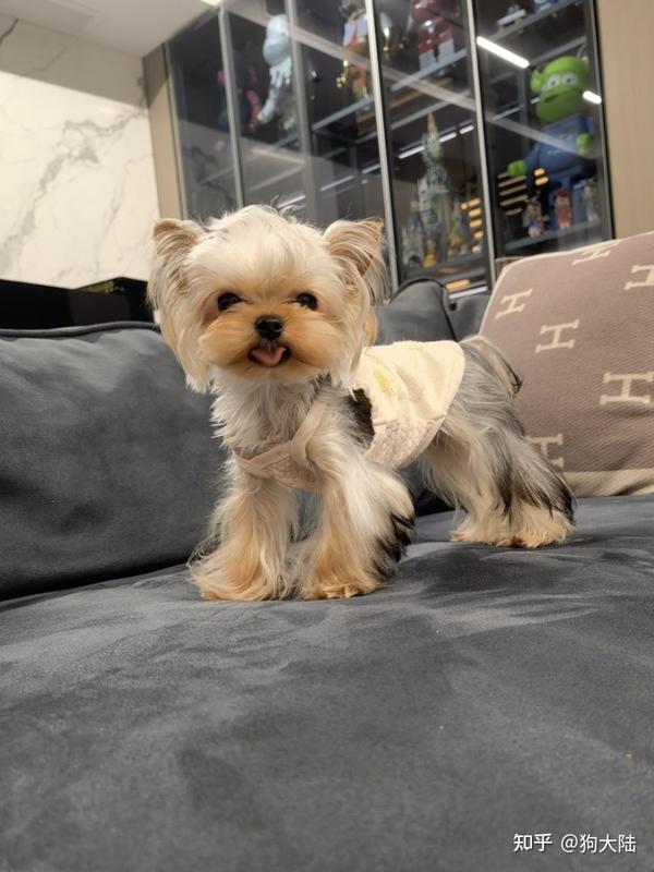 “约克夏”有多好？不养不知道，养了让你捡到宝！ - 知乎