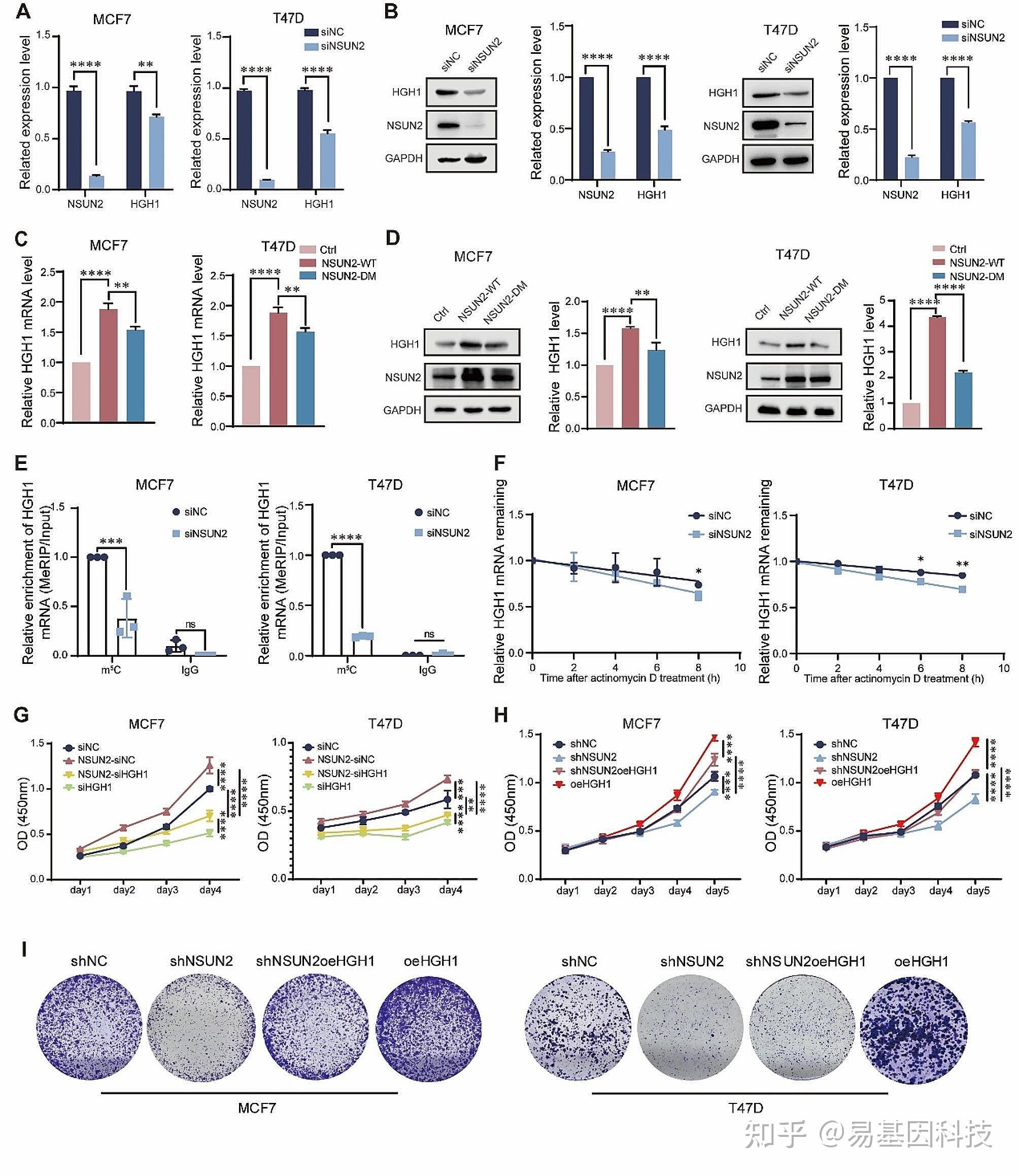 NSUN2/YBX1介导m5C甲基化增强HGH1 mRNA稳定性以促进肿瘤进展 - 知乎