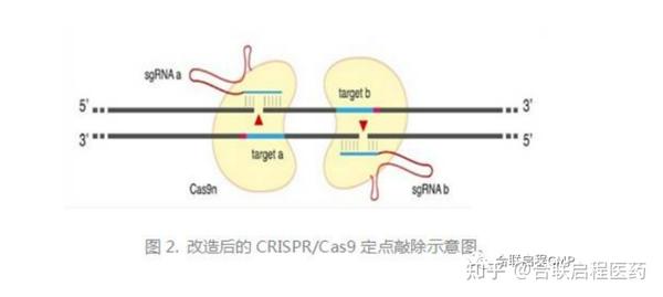 CRISPR/Cas9原理及技术优势 - 知乎