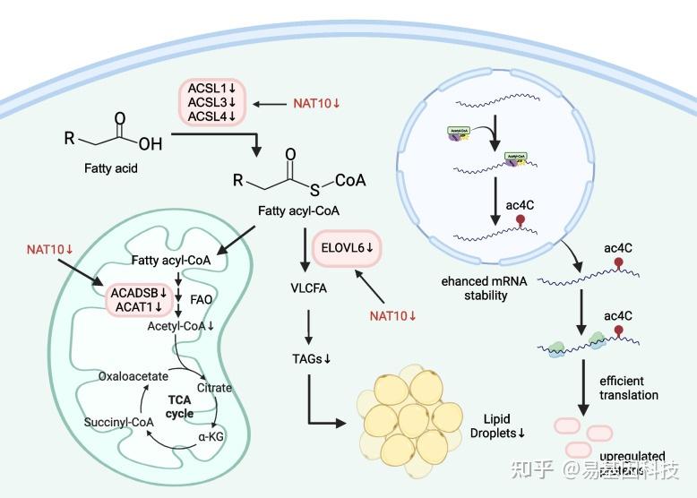 易基因：RNA修饰N4-乙酰胞苷（ac4C）的调控机制、检测方法及其在癌症中的作用最新研究进展 - 深圳市易基因科技 - 博客园