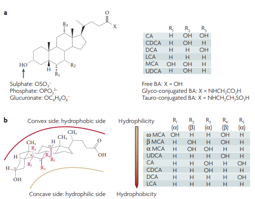 干货分享丨胆汁酸的结构、代谢及组成特征 - 知乎