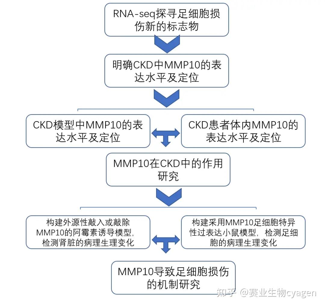 MMP10-新的足细胞损伤介导分子 - 知乎