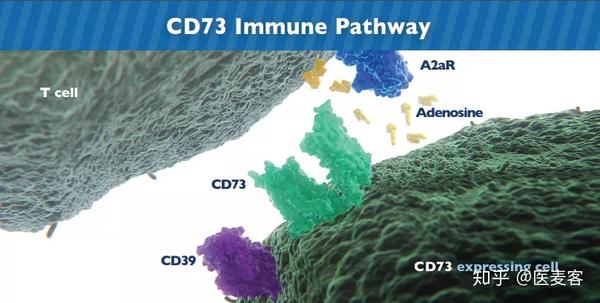 CD73成为实体瘤的新星靶点，BMS、阿斯利康、诺华、吉利德等巨头公司纷纷下注丨医麦新观察 - 知乎