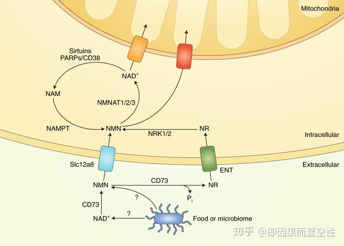 科学家发现NMN用于恢复NAD +水平的途径 - 知乎