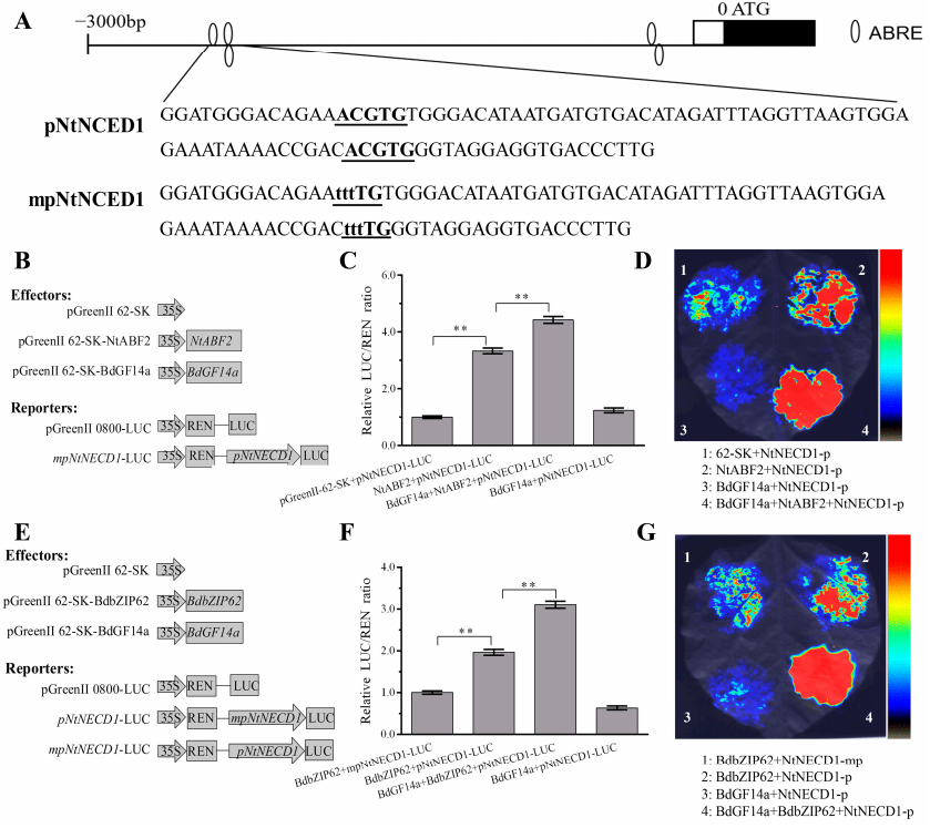 LUC项目文章|14-3-3蛋白BdGF14a增加了BdbZIP62的转录调控活性，从而在烟草中赋予了抗旱和抗盐能力 - 知乎