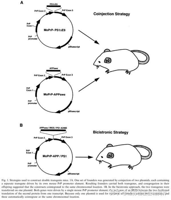 APP/PS1小鼠|AD模型 - 知乎