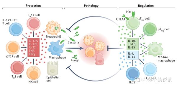 IL-17和Th17细胞的生理和病理作用 - 知乎