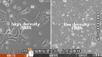 AML12细胞培养，小鼠正常肝细胞培养攻略 - 知乎