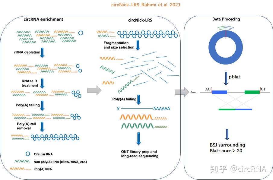 环状RNA十周年 | 测序技术篇 - 知乎