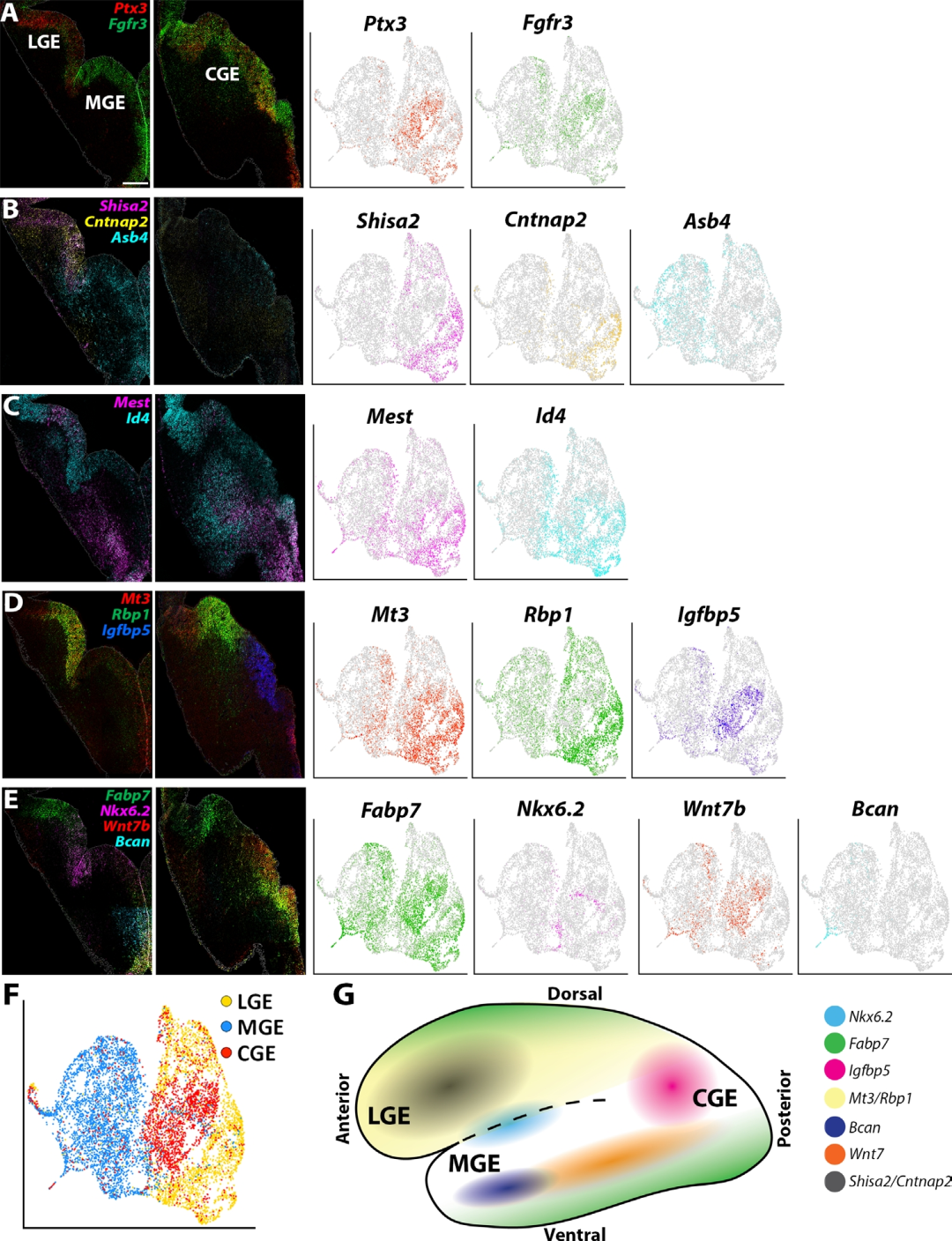 RNAscope Hiplex 验证并解析前脑早期发育过程中基因时空表达特征 - 知乎