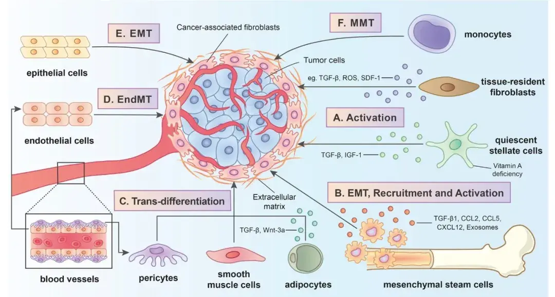 Mol Cancer|复旦大学施思团队就肿瘤微环境中CAFs和免疫细胞之间的串扰进行探讨 - 知乎