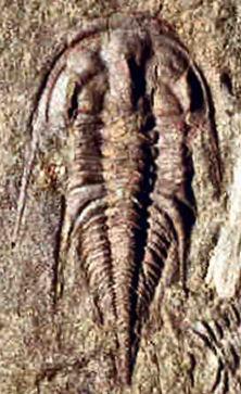 【地球演义】三叶兴亡录3－正宗 - 知乎