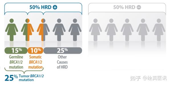 【绘真科普】同源重组修复缺陷（HRD）检测 - 知乎