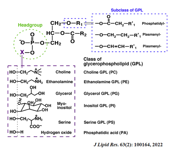 干货分享丨脂质组学入门篇 - 知乎