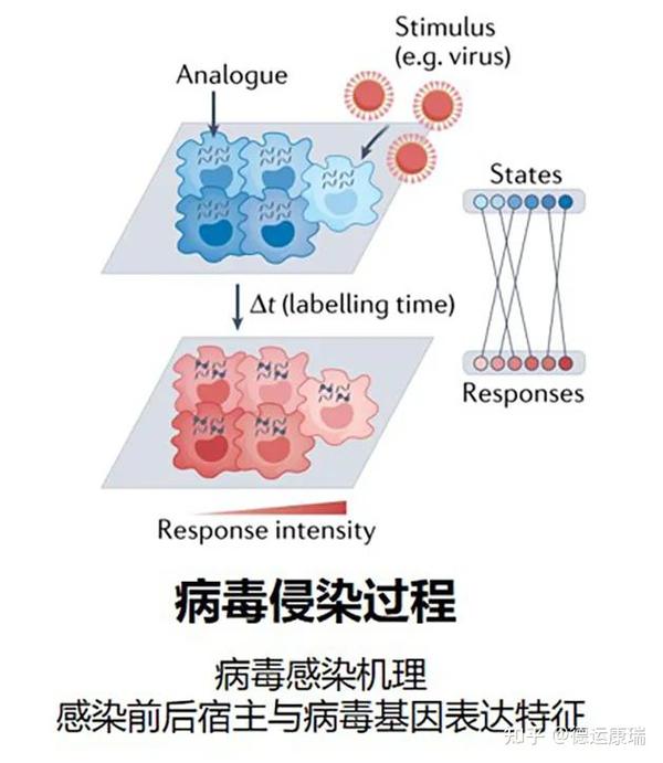 真时动态，尽在掌握！Well-TEMP-seq单细胞动态转录组测序 - 知乎