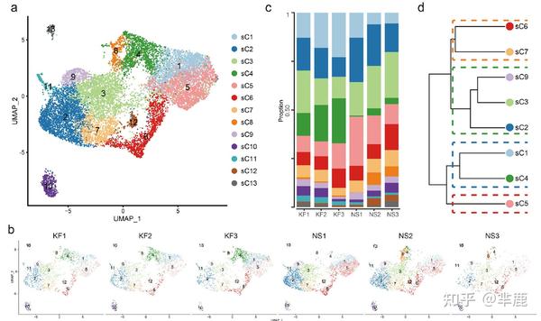 NC发文：单细胞测序解析皮肤纤维化的发病机制 - 知乎