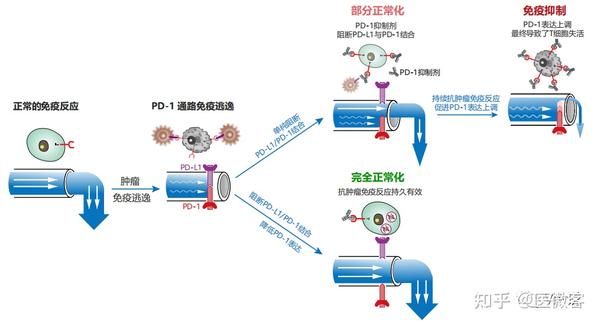 从部分到完全——肿瘤治疗免疫正常化理念 | 探微知著：PD-1作用机制以及临床表现的差异探讨（三） - 知乎
