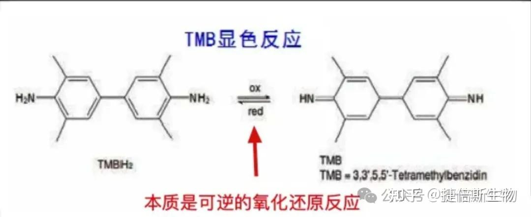TMB显色原理及常见问题解析 - 知乎