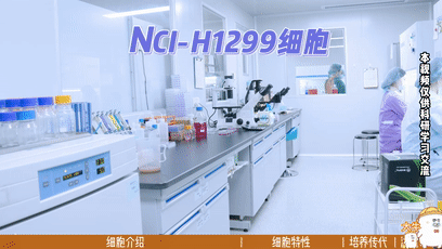 NCI-H1299细胞培养，人非小细胞肺癌细胞培养攻略 - 丰晖生物 - 知乎