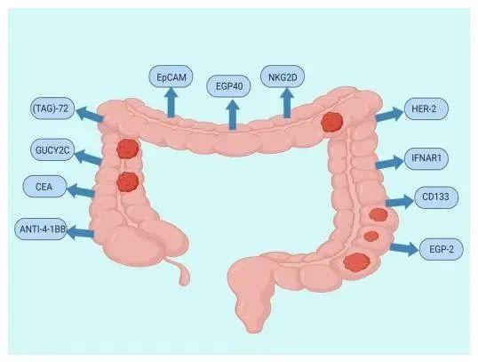 CAR-T细胞用于治疗结直肠癌的临床最新进展 - 知乎