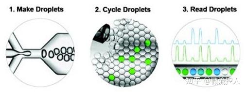 PCR技术原理及简介 - 知乎
