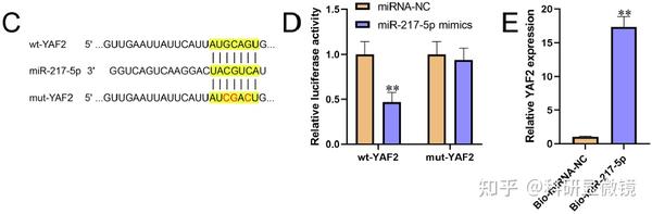 如何分析miRNA和靶基因互作？这里都给你整理好啦，快来看 - 知乎