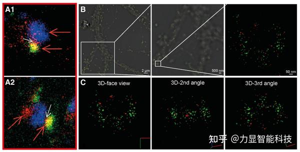 【知识分享】超分辨显微镜显示神经元突触两侧存在γ-分泌酶 - 知乎
