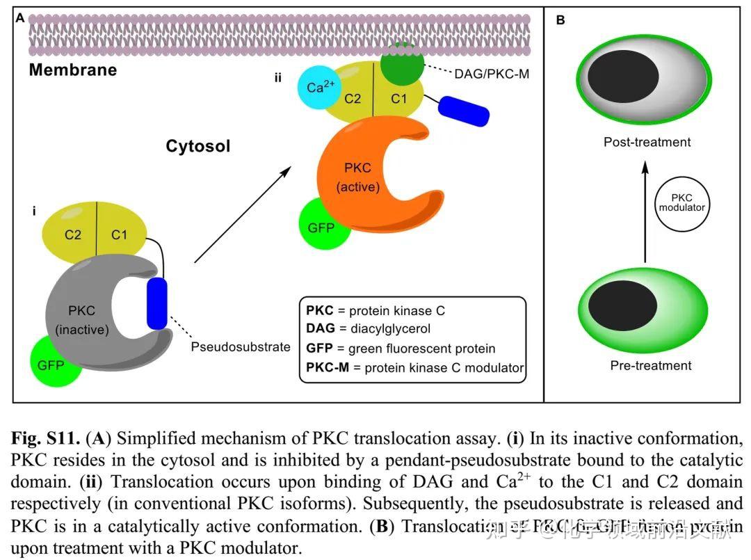 Wender组Nat. Chem.：抗癌药EBC-46及其类似物的克级规模半合成 - 知乎