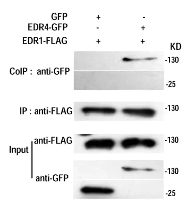 【小远答疑】Co-IP以及IP-MS相关实验问题解惑 - 知乎