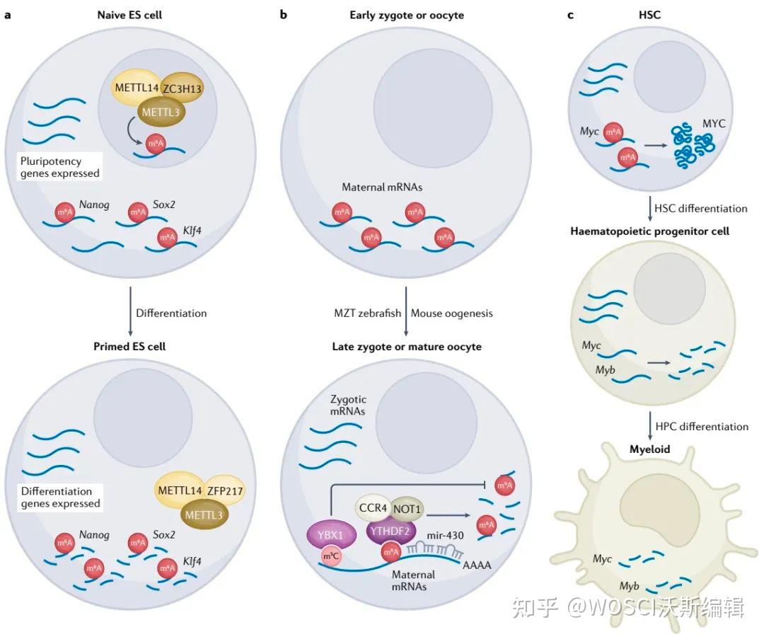 Nat Rev Genet（IF=60）| m6A最新综述！总结m6A参与调节的生物学过程及生理功能 - 知乎