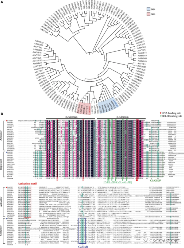 【Front Plant Sci】LvMYB5 和 LvMYB1转录因子调控百合花青素合成 - 知乎