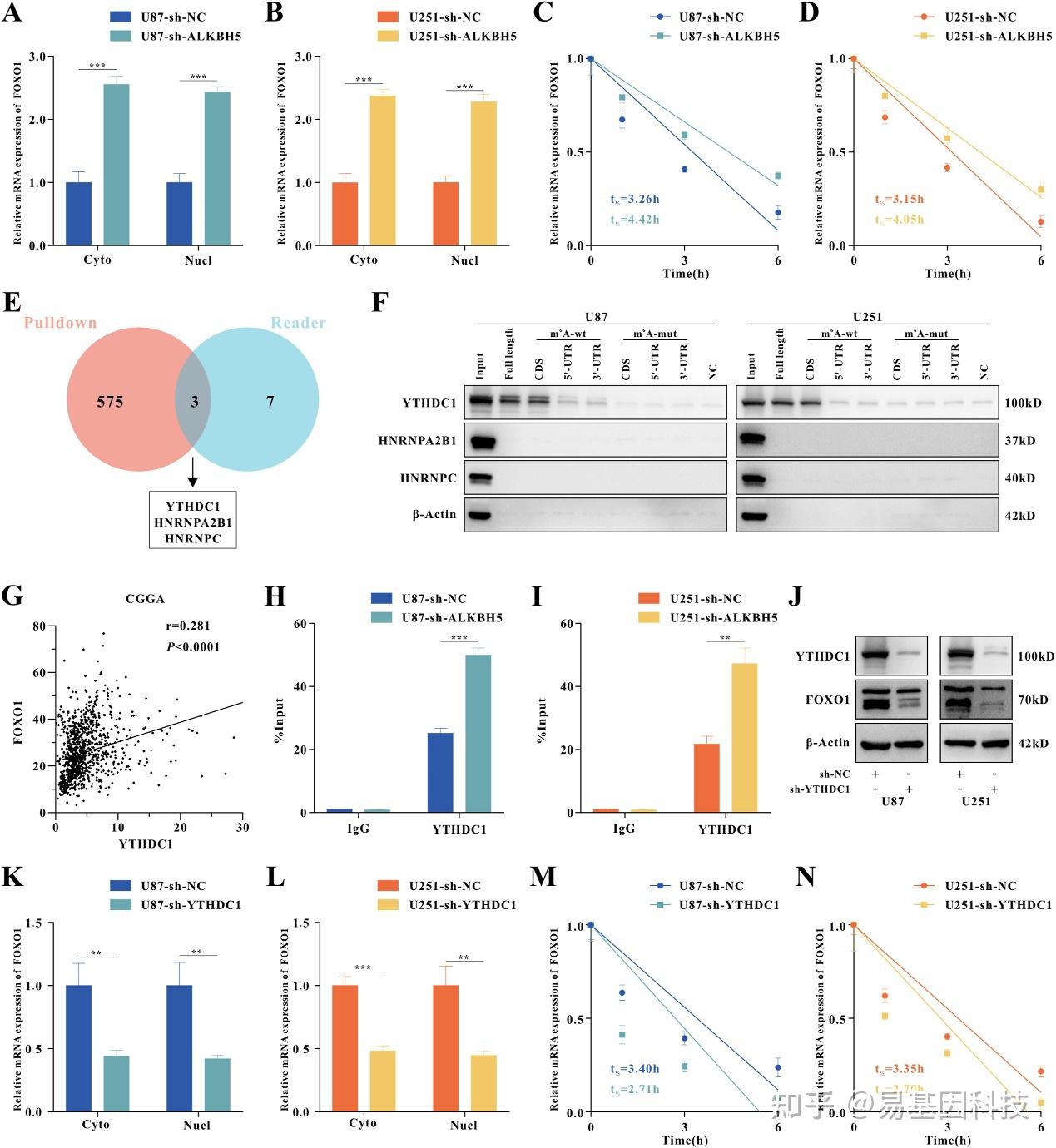 MeRIP-seq揭示ALKBH5通过m6A-YTHDC1依赖性机制影响肿瘤进展的分子通路｜Cancer Lett - 深圳市易基因科技 - 博客园