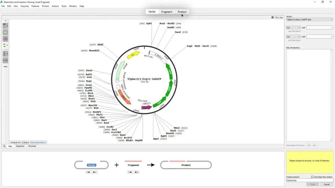 SnapGene 初学者指南 | 使用【Actions】来计划和预测你的克隆实验 - 知乎