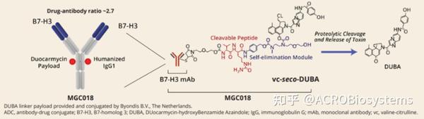 B7-H3：突破创新，引领免疫治疗的新时代！ - 知乎