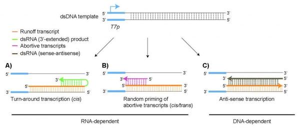 吸睛系列(二)丨一文了解mRNA IVT副产物dsRNA - 知乎