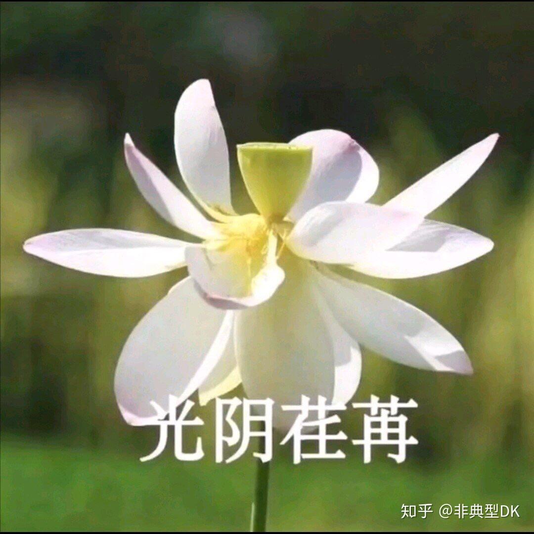有哪些中老年女性适合的头像? 知乎