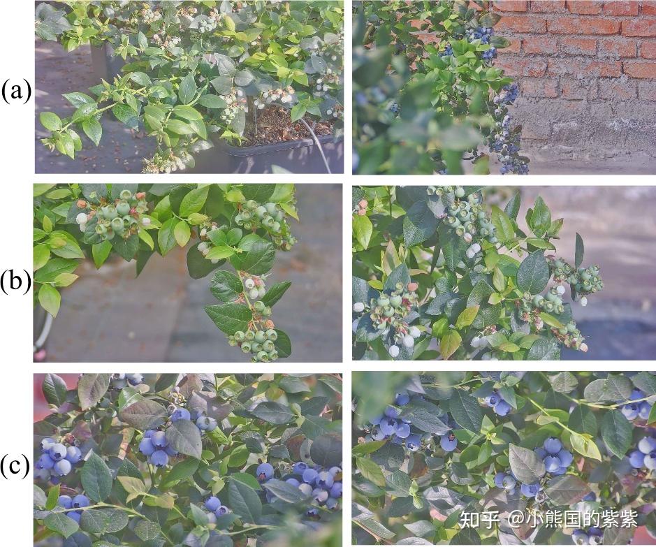 文献阅读：TL-YOLOv8: A Blueberry Fruit Detection Algorithm Based on Improved YOLOv8 and Transfer ...